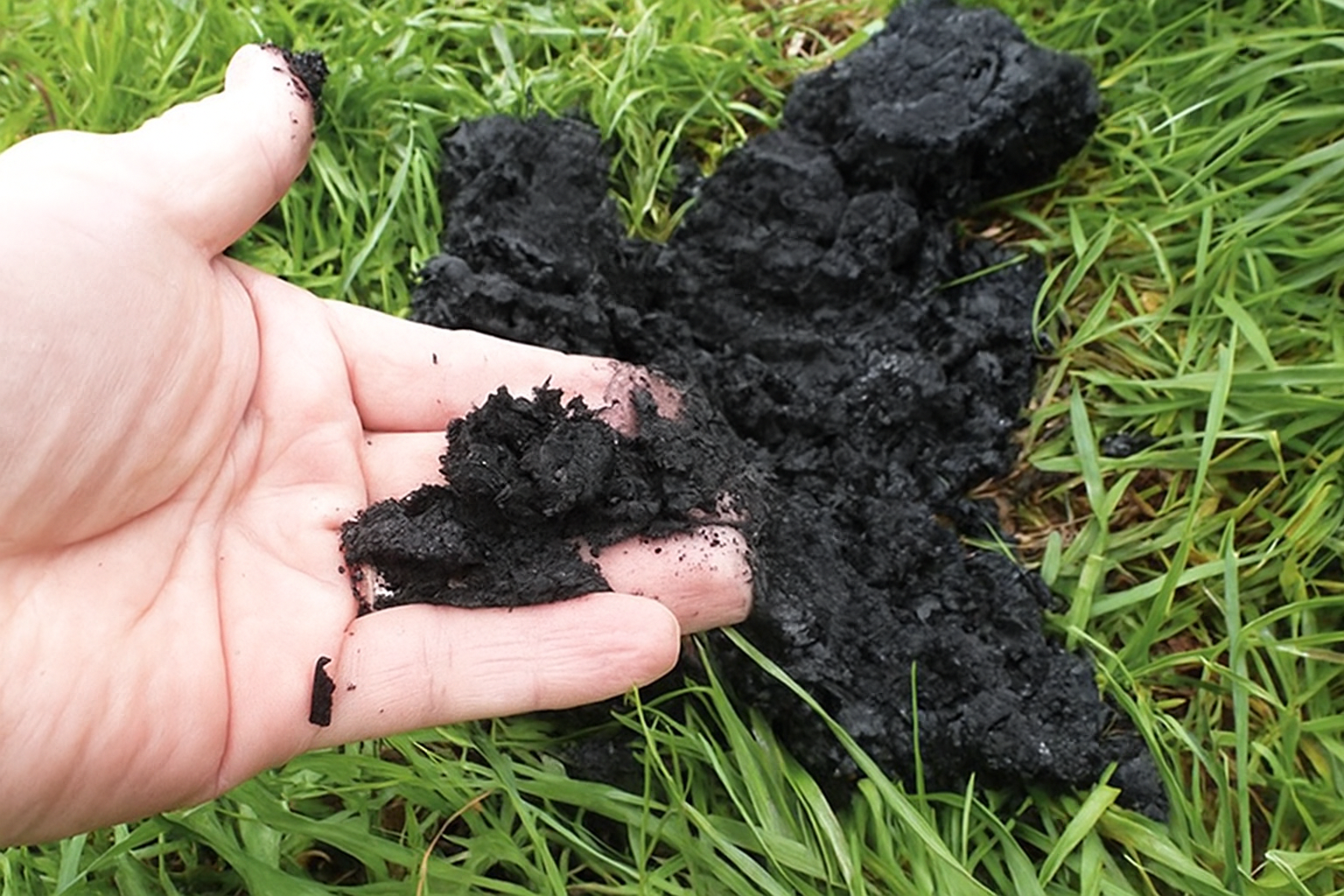Biochar from Palm Waste: GreenPower's Experiment and Analysis - Greenpower
